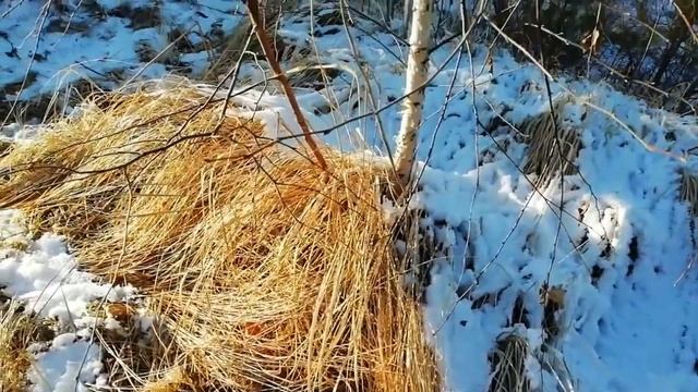 Осенняя прогулка