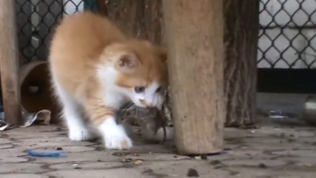 Маленький рыженький котенок играет с большой мышью