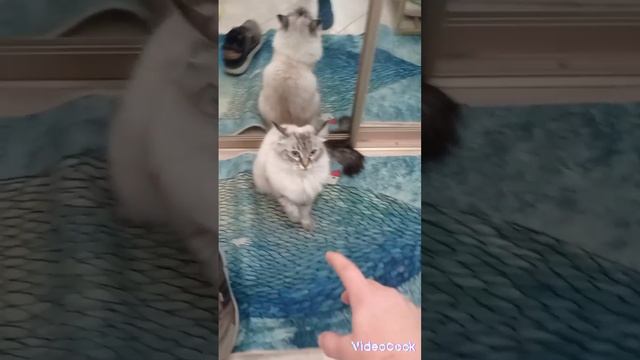 бой с кошкой