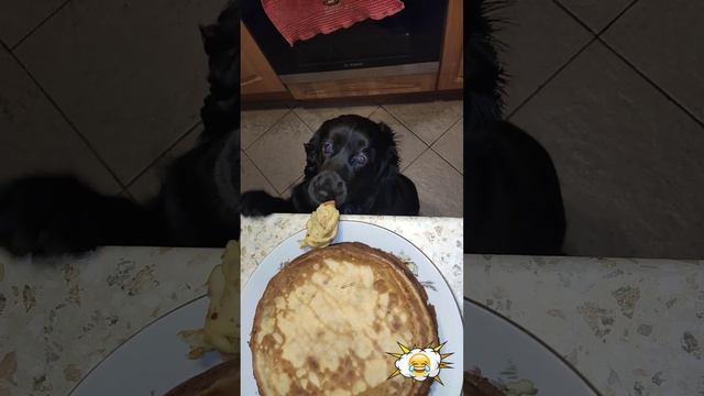 Собаки давно блинов не ели 🥞 #спаниель #стаффи #собака #животные #блины #еда #кухня #весело #staffy