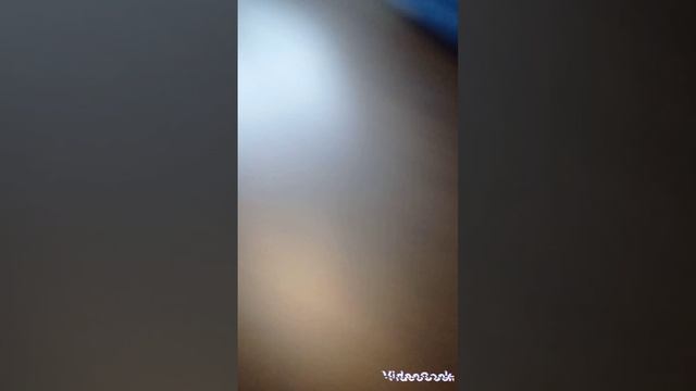 1 кошка видеонаблюдение