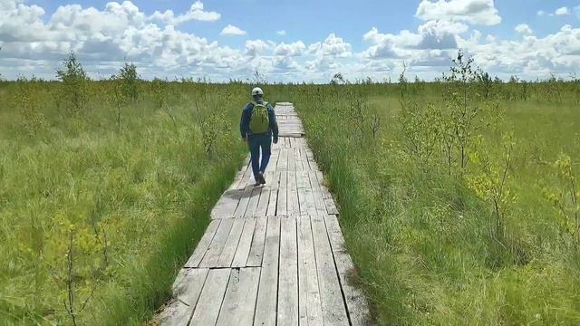 А вы были гуляли по болотам Беларуси? Заказник Ельня.