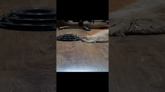 Это диск для моего кошачьего Феррари что-ли