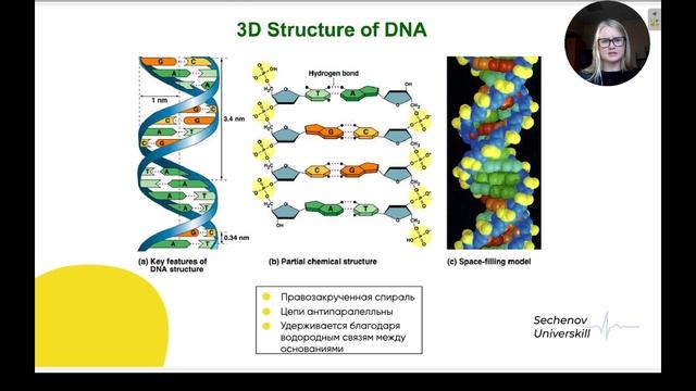 Биохимия | Матричные биосинтезы. Строение и функции ДНК
