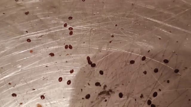 Обработка термокамерой ульев №8 и№19. Октябрь 2024.