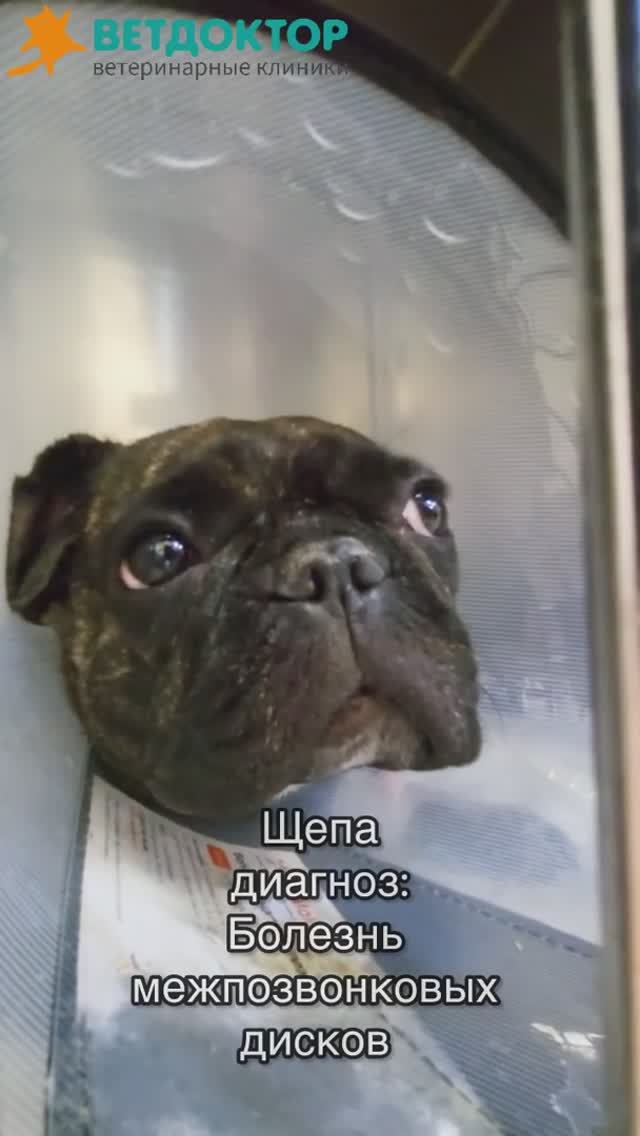 Болезнь межпозвонковых дисков у собаки.