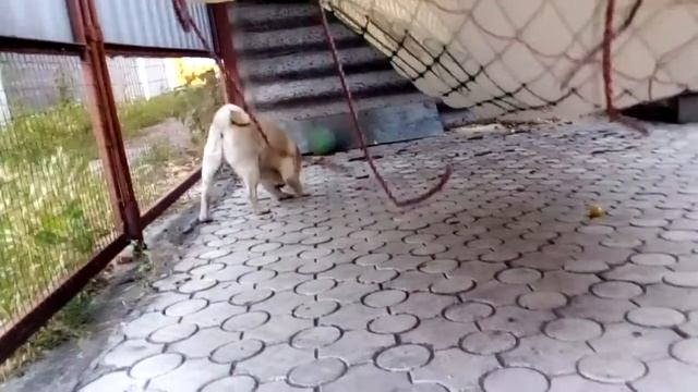 Мопс Арчи, кот Белыч и просто хомячок