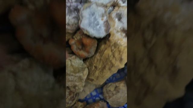 Русавкино 2023. Аметист.