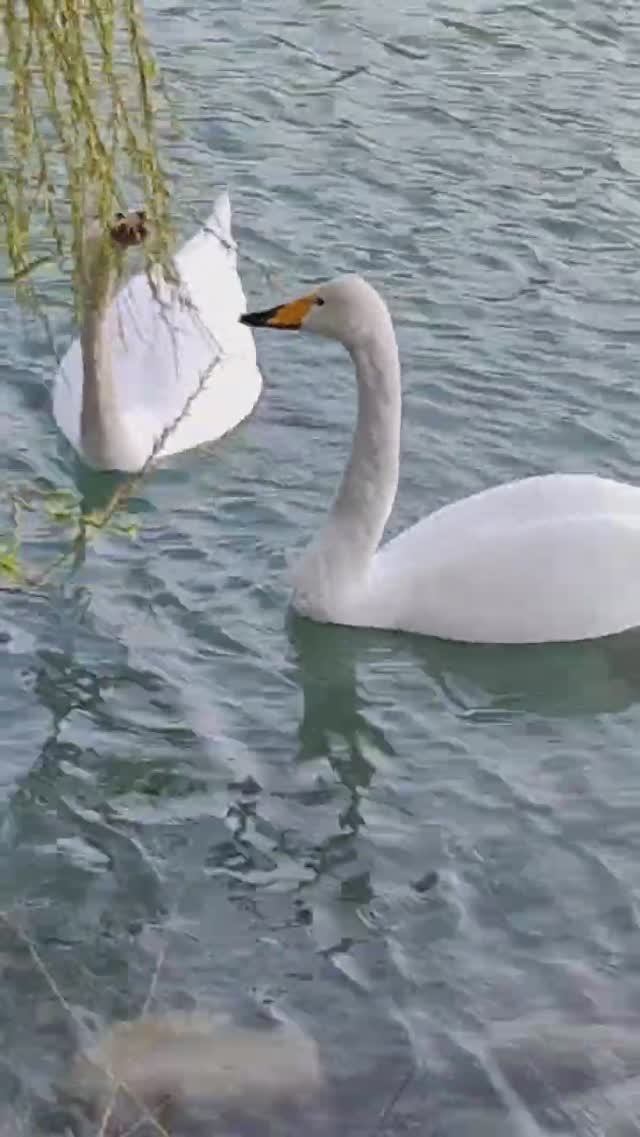 КАБАРДИНО-БАЛКАРИЯ. ЗАМОК ШАТО ЭРКЕН.