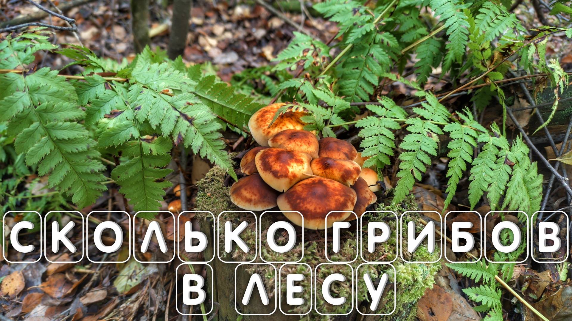 Сколько грибов сейчас можно собрать в лесу Подмосковья