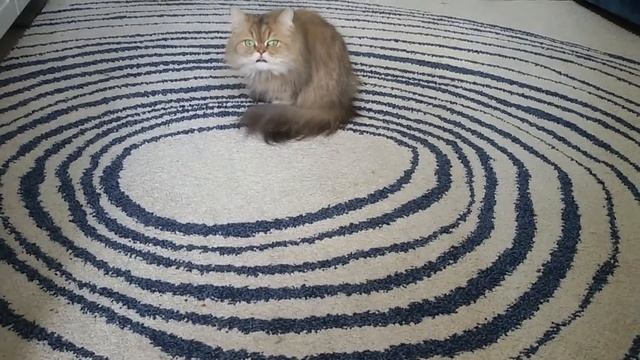 Кушать хочешь?