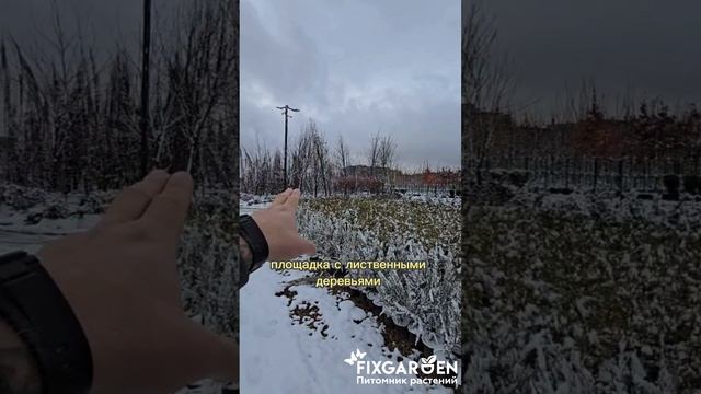 🌨️ Подготовка растений к зимовке в нашем питомнике!