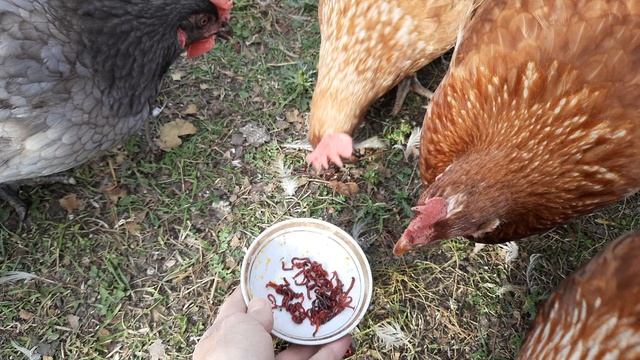 2024-10-05 Курицы клюют червяков мотыля