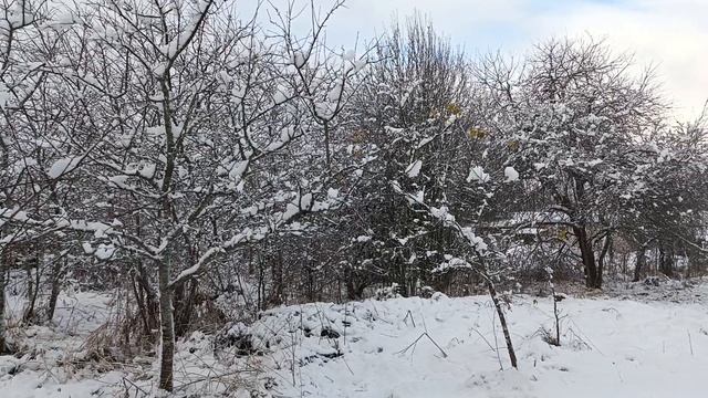 4 ноября 2024 года. Мокрый снег