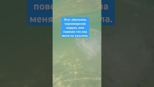 обитатели чёрного моря. #memes #pubgmobile #nature #крым #росия #черноеморе