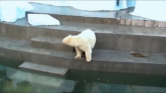 Новосибирский зоопарк. Звериное избранное.