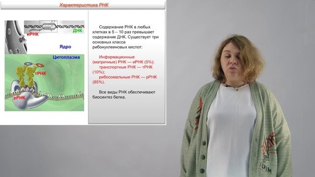 Рибонуклеиновые кислоты. АТФ