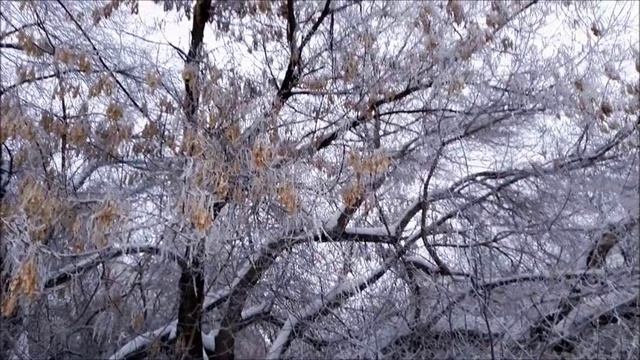 КЛЁНЫ ЗИМОЙ * ЗИМНЯЯ СКАЗКА