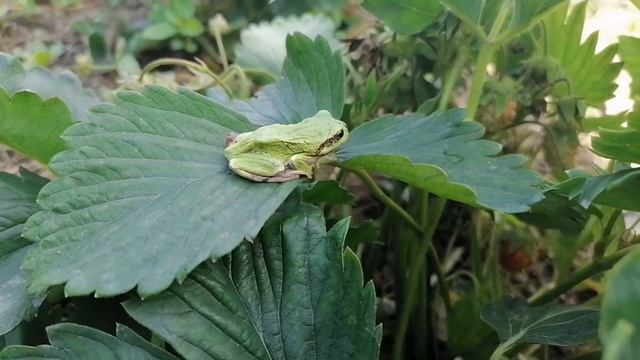 Встреча на грядке. Квакша обыкновенная.