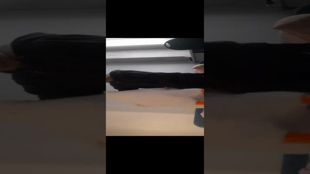 мои питомцы