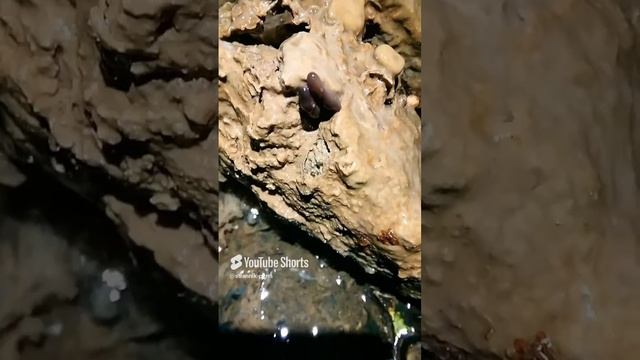 Жители подземелий Стикса.