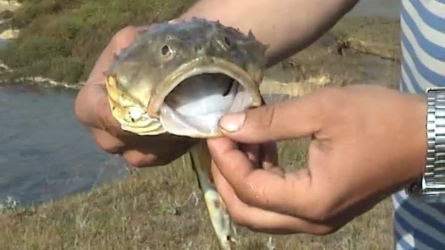 Тырцы (скорпена)