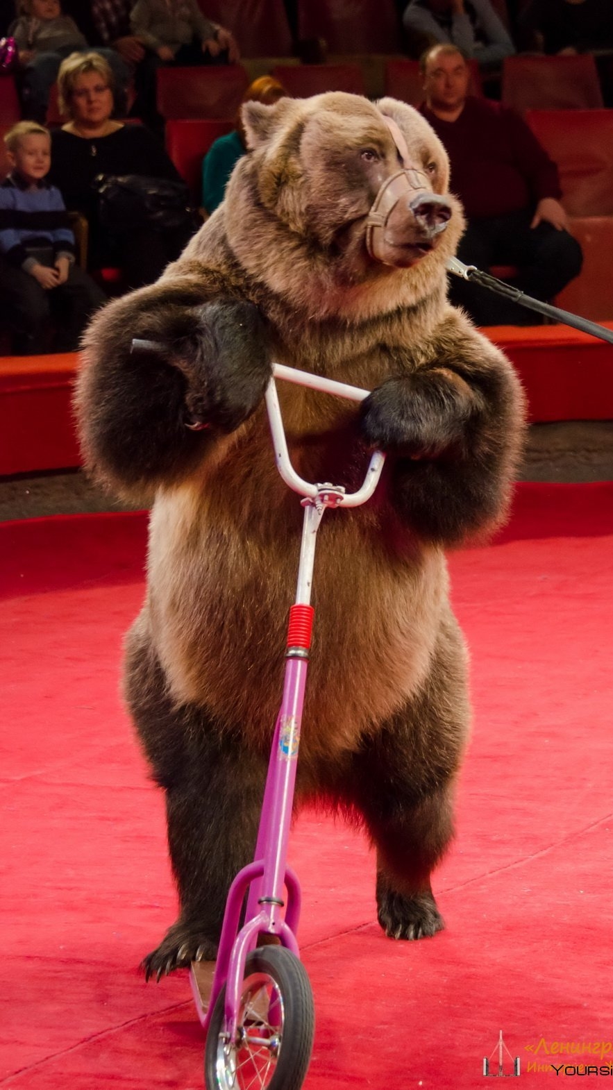 Шоу "Матрёшка" в цирке Никулина с медведями #цирк #медьведь #шоу