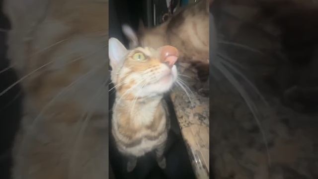 Армянский кот! Проиграл бой с пчелОЙ!