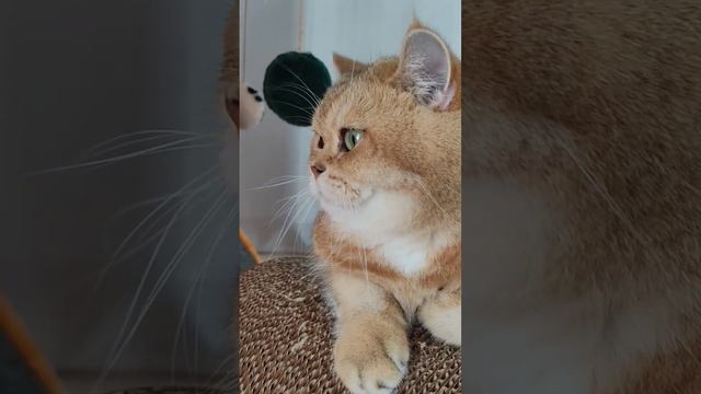 Безценное сокровище  #cutecat  #cat  #кот  #милыекоты  #котик  #смешныекошки  #коттоша