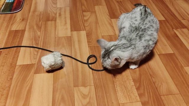 Дуся мелкая