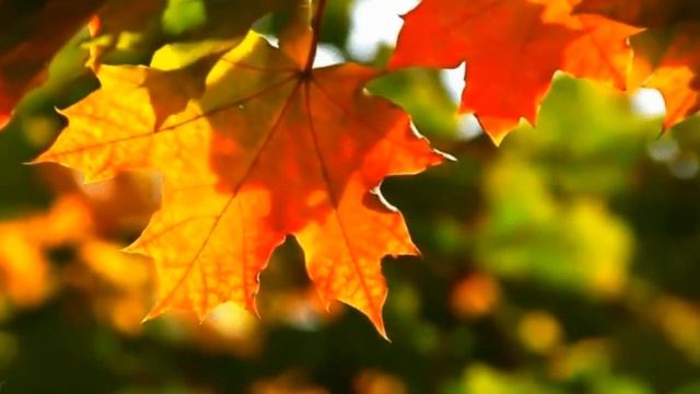 Осенний футаж. Кленовые листья.