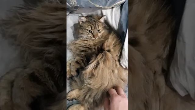 Моя милая кошечка