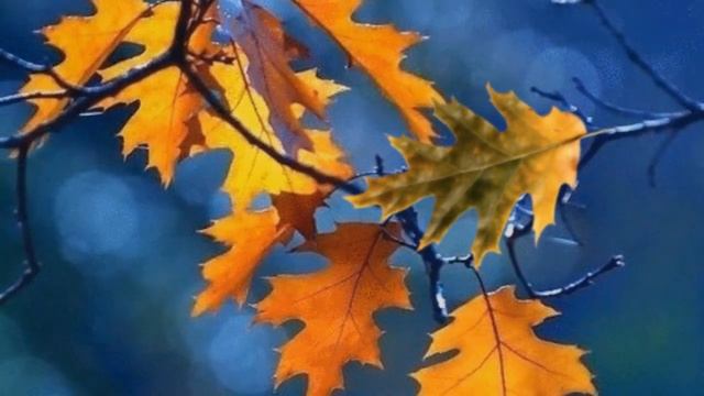 Осенний футаж. Листья осенью.