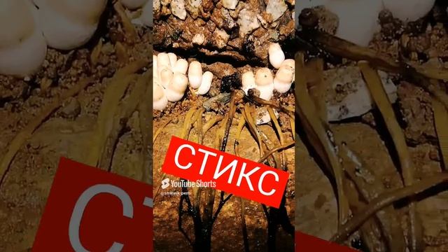 Грибы на реке Стикс. Подземные грибы. Царство Мертвых #стикс #странникпермь #перекрестоксемидорог