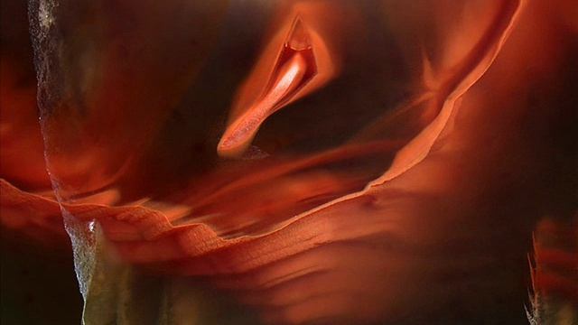 Галерея картин агата