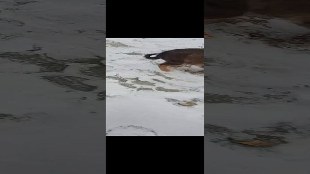 Щенки девочки (уже стерильные) 
Ростом будут ниже колена 
Возраст- два месяца весят 2кг 300грамм