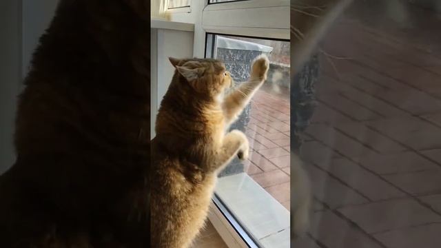 Когда очень хочется погулять  #cutecat #cat #смешнойкот #кот #смешныекоты #милыекоты #котик