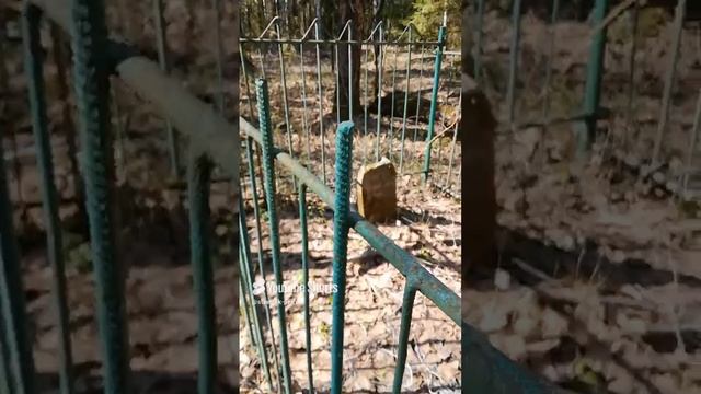 Загадка старой могилы.