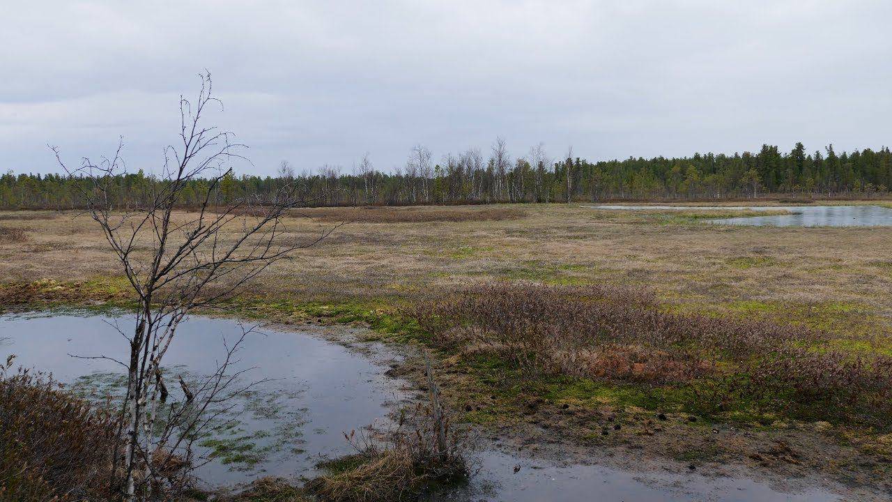 Stalker Online  Собаки на болоте... ).
