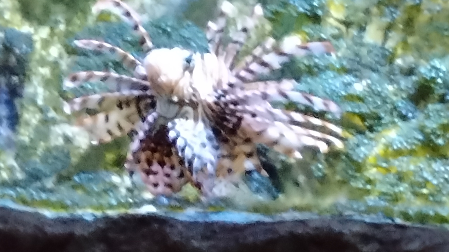 Алуштинский аквариум 🐬