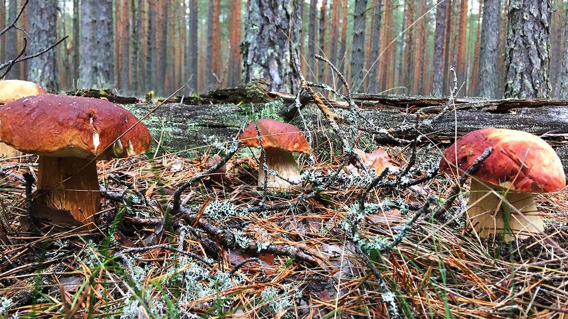 ЗА БЕЛЫМИ ГРИБАМИ НА НОВОЕ МЕСТО! СБОР БЕЛЫХ В СЕНТЯБРЕ!