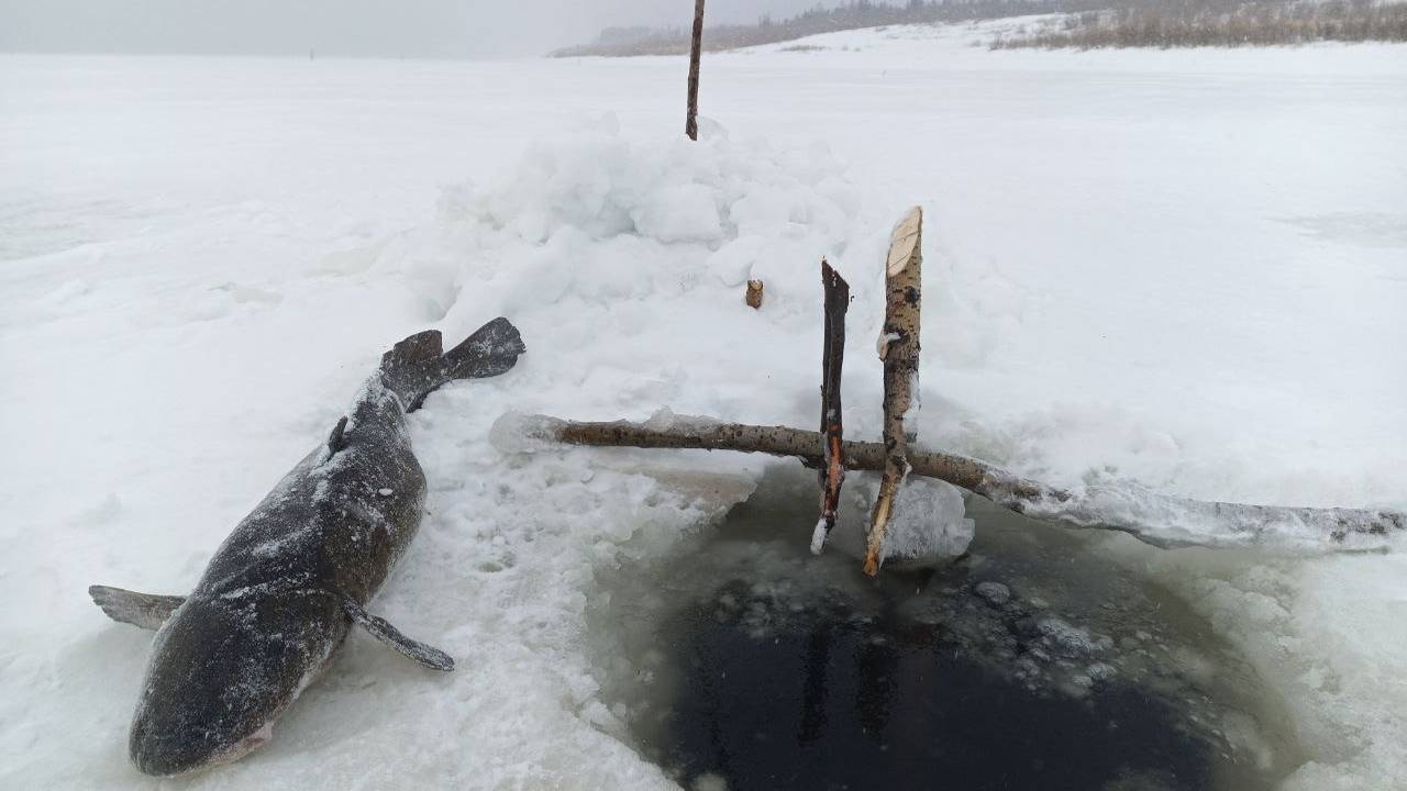 Рыбалка у чёрной дыры. Ловля налима. Тринадцатая серия.