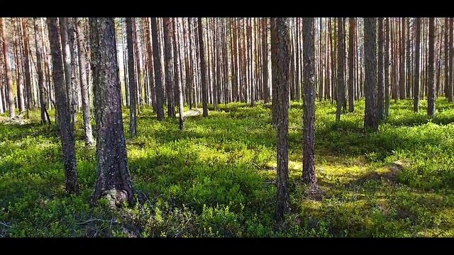 Жизнь в лесу.-Н Фадеев
