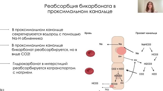 Нормальная физиология | Выделение и гомеостаз. Регуляция КОС почками