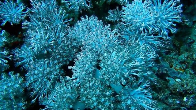 1151267-hd_1920_1080_30fps