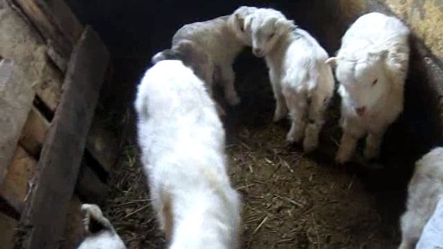 наши весенние козлятки