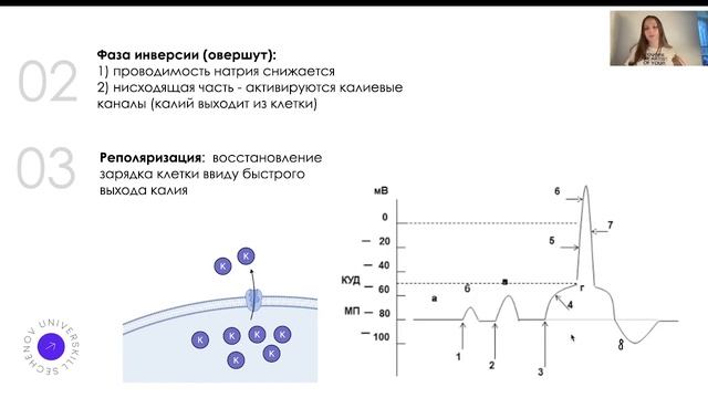 Нормальная физиология | Возбудимые ткани. Потенциал действия