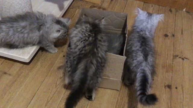 Очередная коробка))  RusFantasy