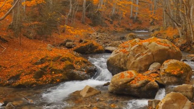 Осенний футаж. Лесной ручей.