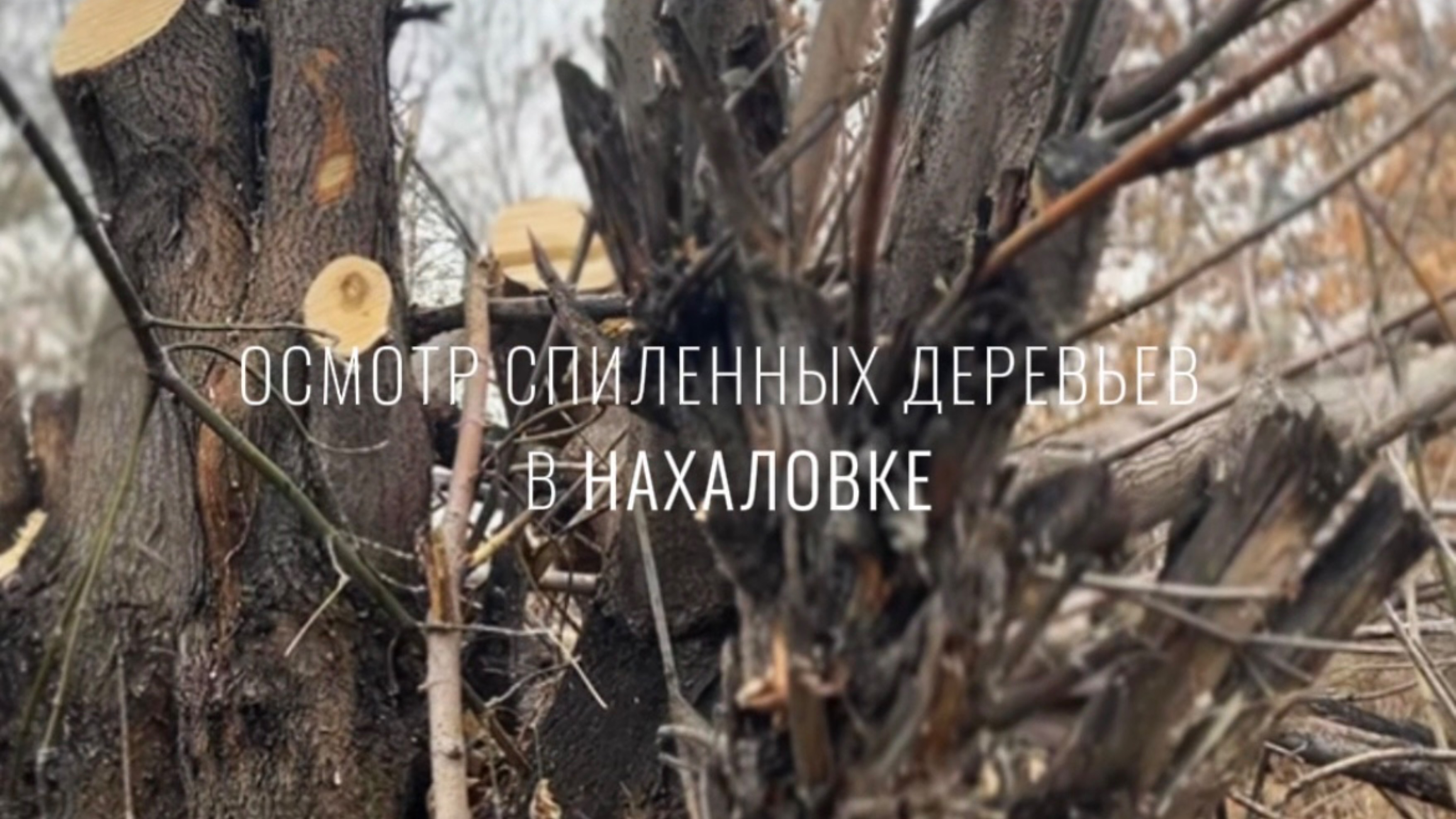 Спил аварийных деревьев в Нахаловке, ноябрь 2024г.